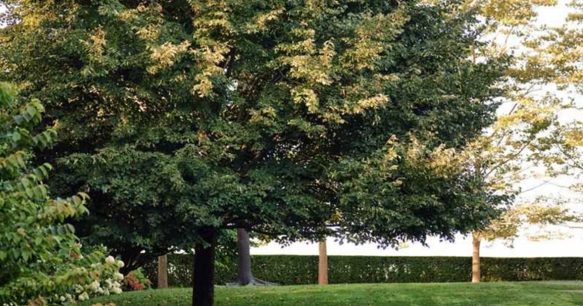 Planting These 20 Trees In Your Yard Can Add Thousands To Your Property ...