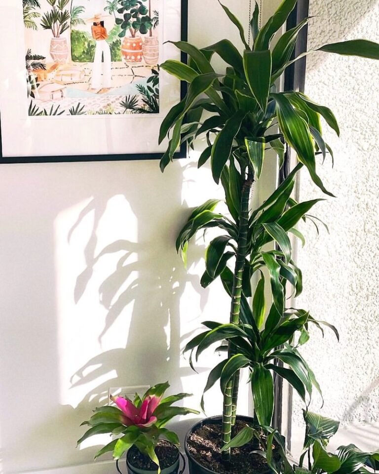 25 Chic Ways To Arrange Houseplants For A Modern Aesthetic